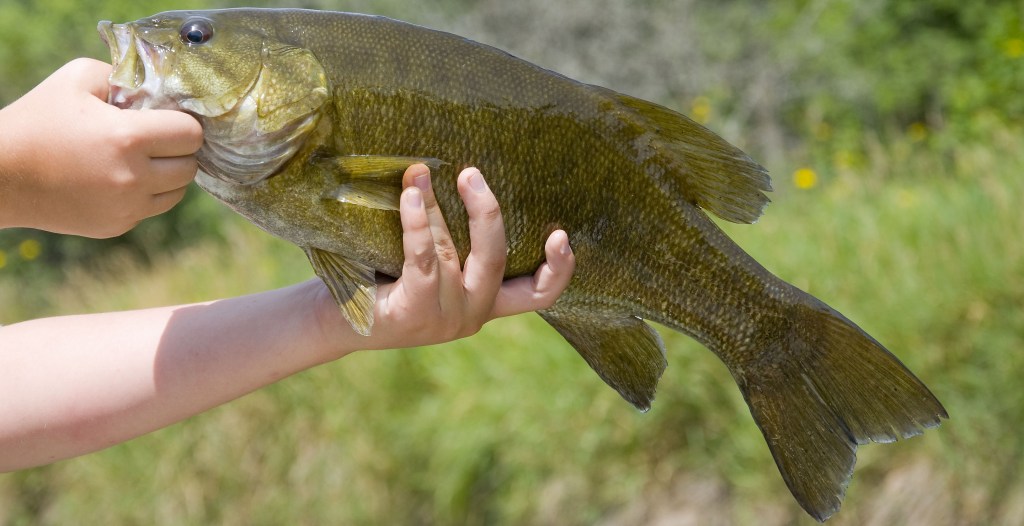 Best 3 Tips For Hooking Smallmouth Bass in the Fall - Wide Open Spaces