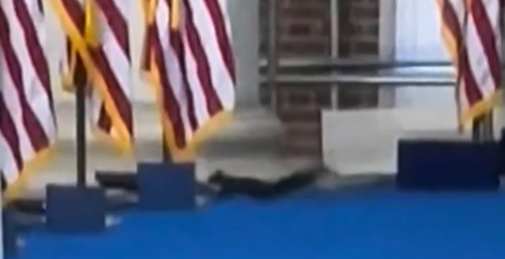 Squirrel Crashes Kamala Harris's Concession Speech And Many Believe It ...