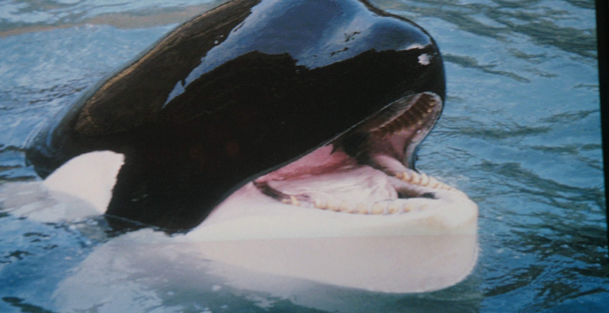 The True Story Of The Whale On 'Free Willy' Was Wilder Than The Movie ...