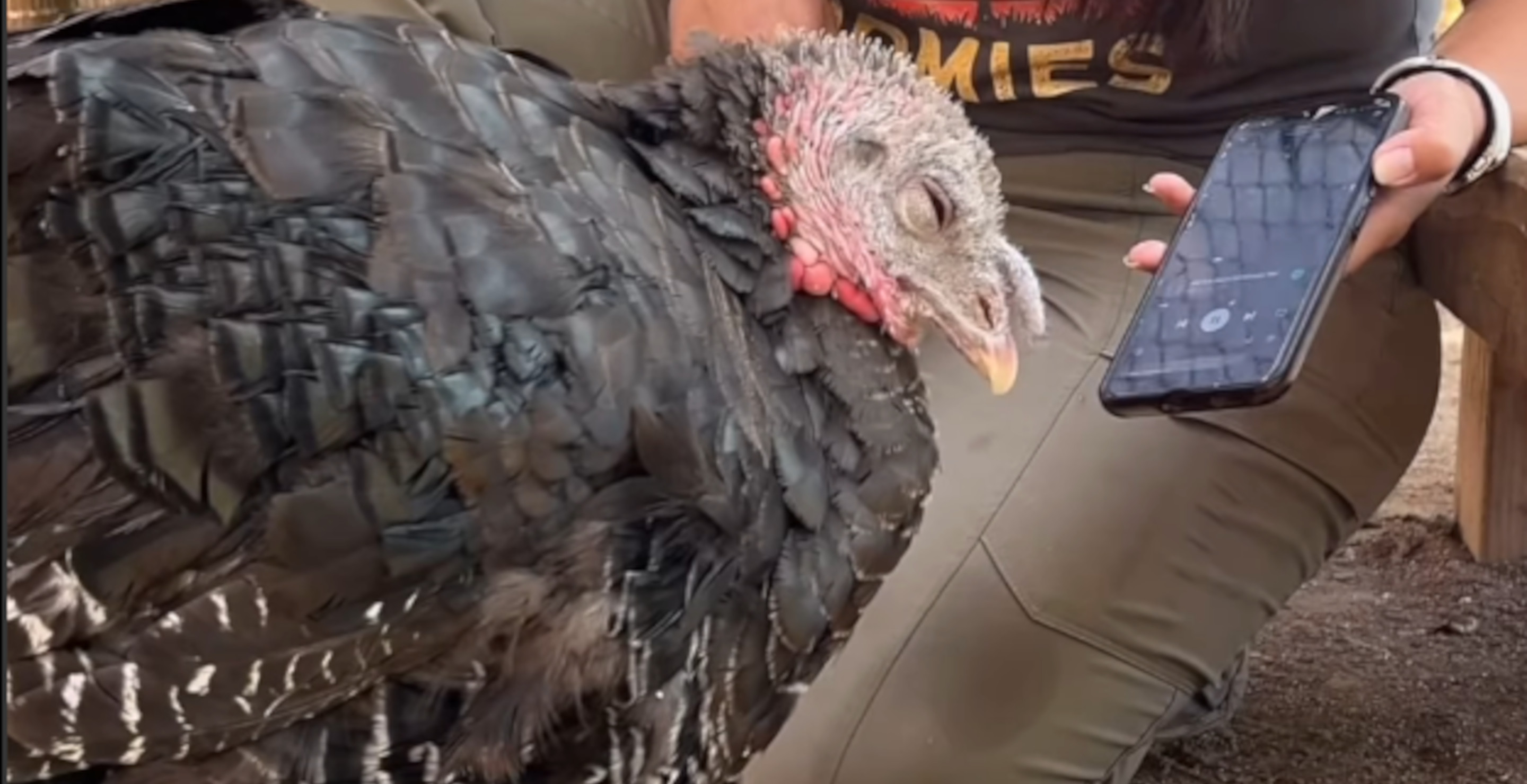 Watch: Turkey Vibing Out To Taylor Swift Is The Wildest Thing I've Seen ...