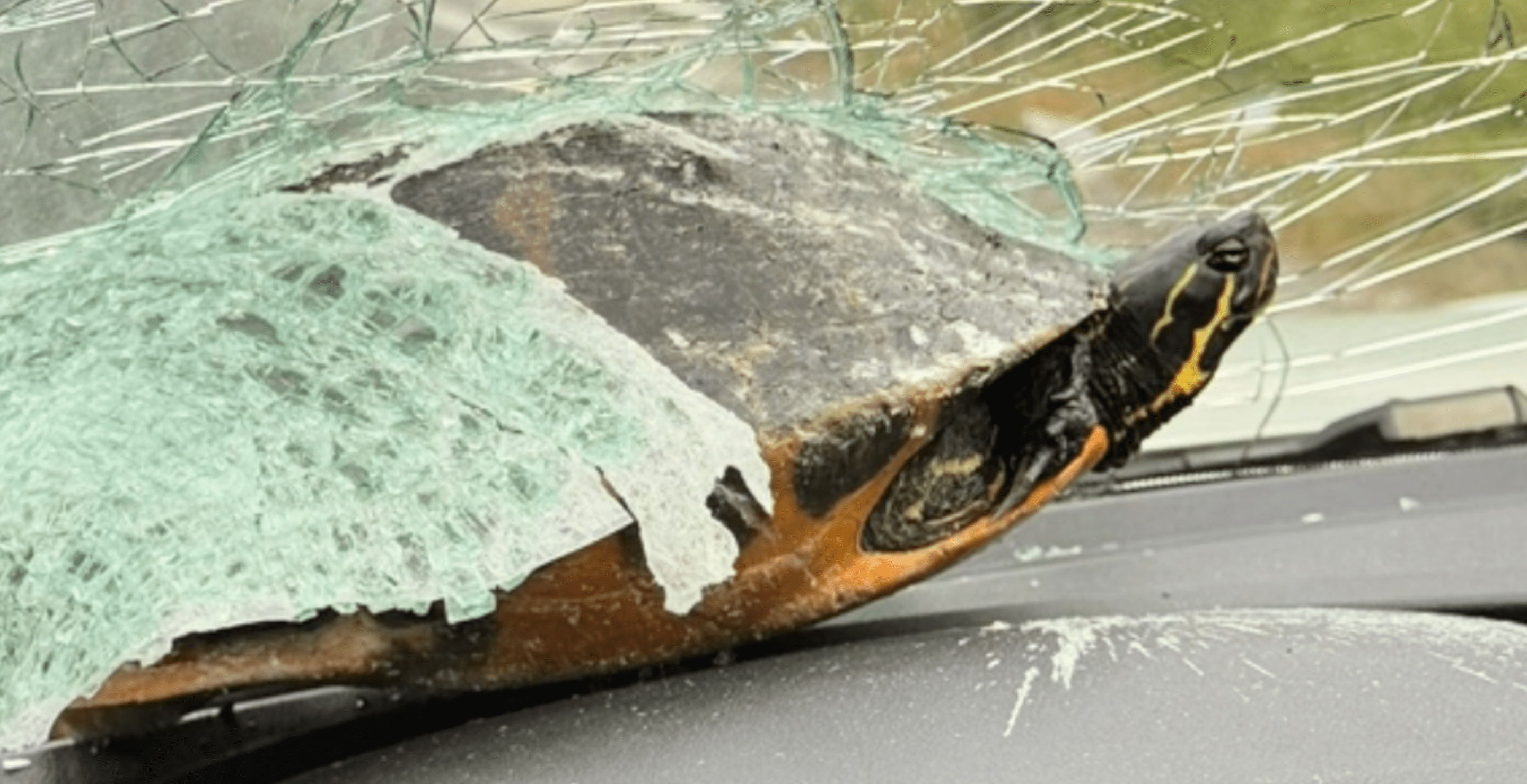 Wild Moment A Turtle Went Smashing Through Someone's Windshield While ...