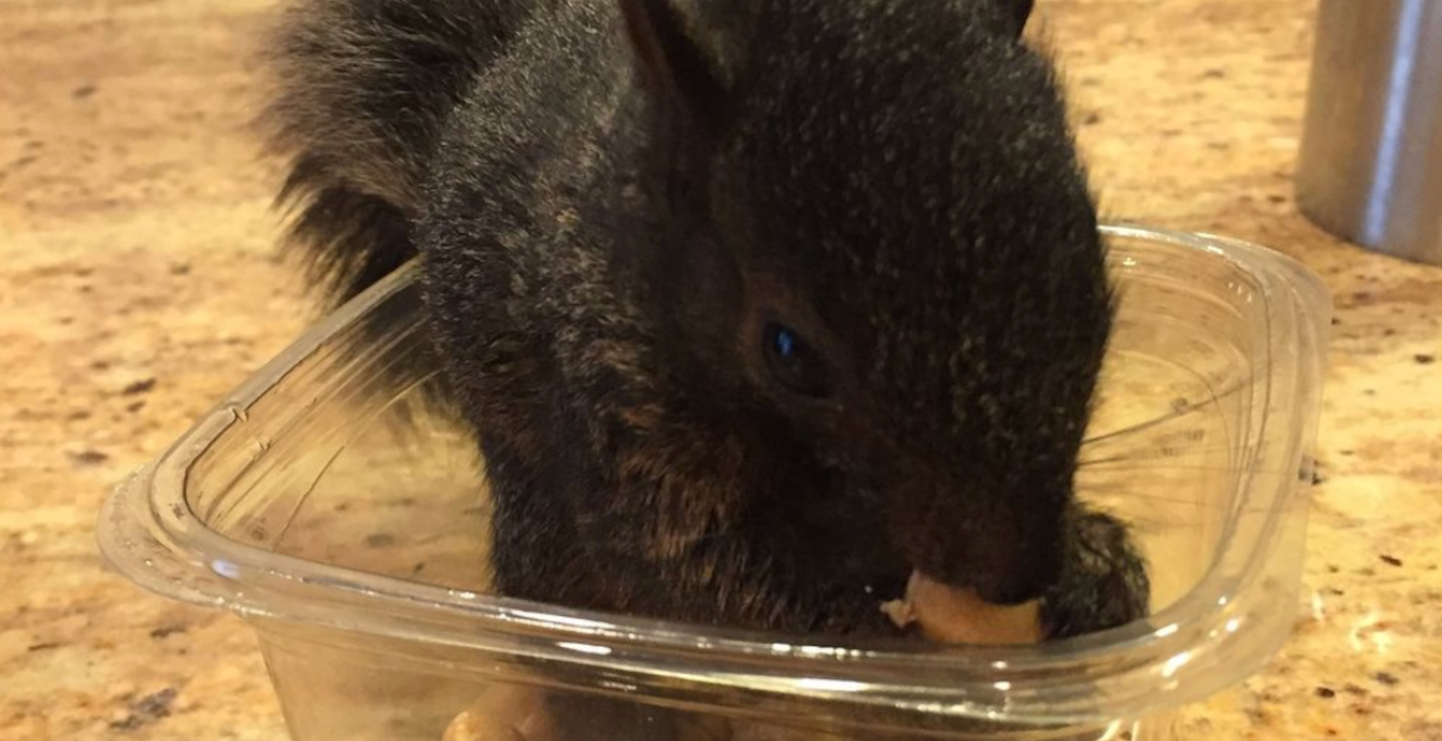 Why Peanut The Squirrel Became A Part Of The Presidential Election ...