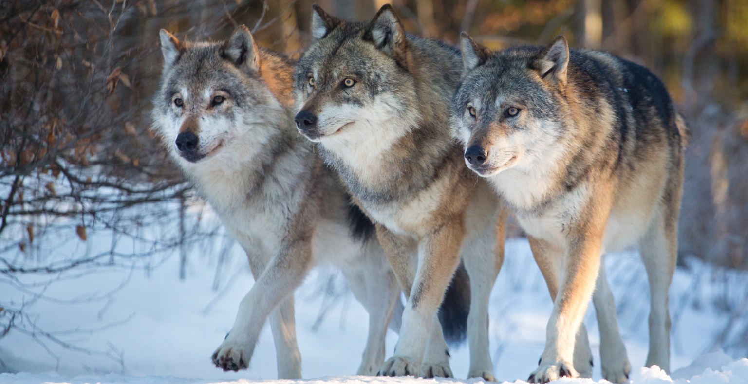 Viral Video Shows Who Would Really Win In Battle Of Horses Vs Wolves ...