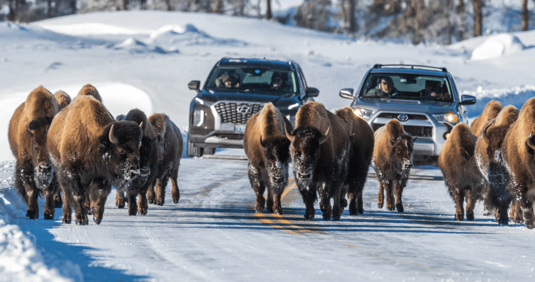 Bison Get Too Close For Comfort To One Yellowstone Tourist In Wild ...