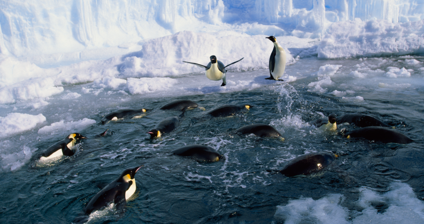 Emperor Penguin Finally Returned To Sea After 20 Days On Land - Wide ...