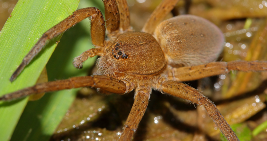 Zoo Just Released Thousands Of Giant Spiders — Here's Why They're ...