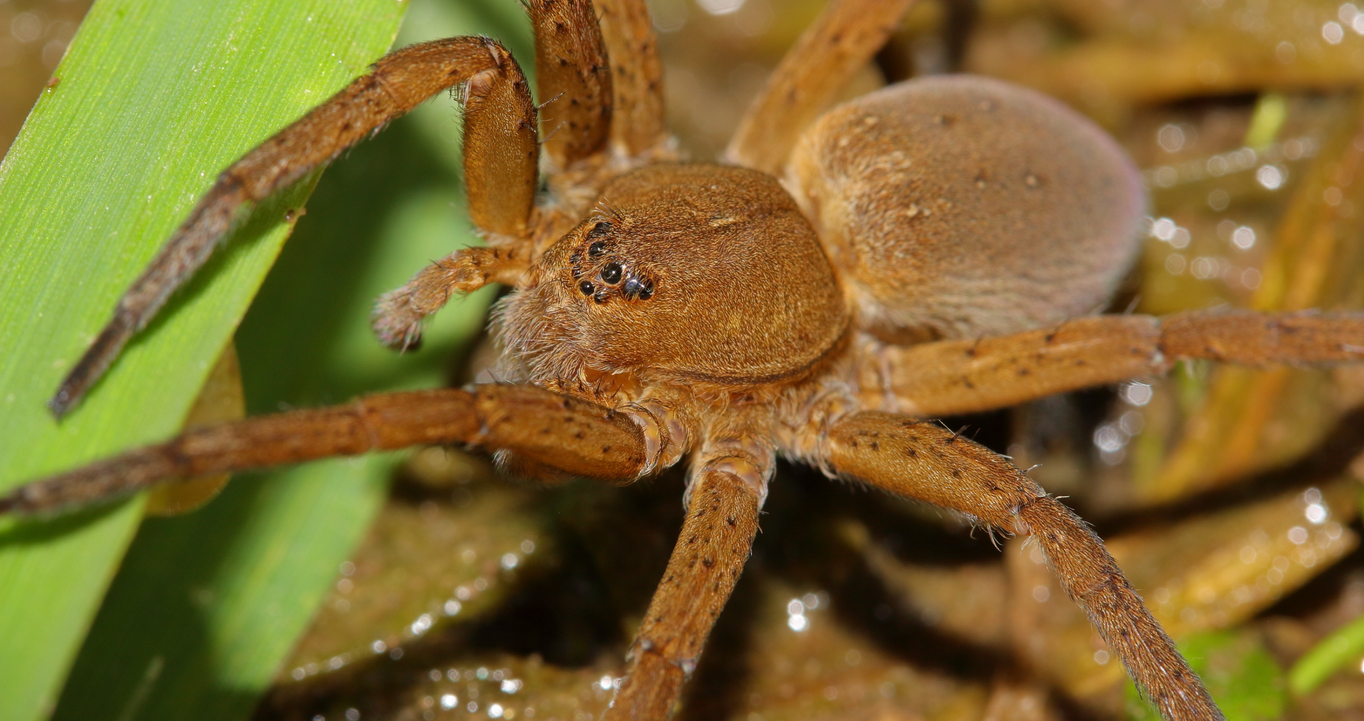 Zoo Just Released Thousands Of Giant Spiders — Here's Why They're ...