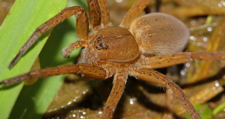 Zoo Just Released Thousands Of Giant Spiders — Here's Why They're ...