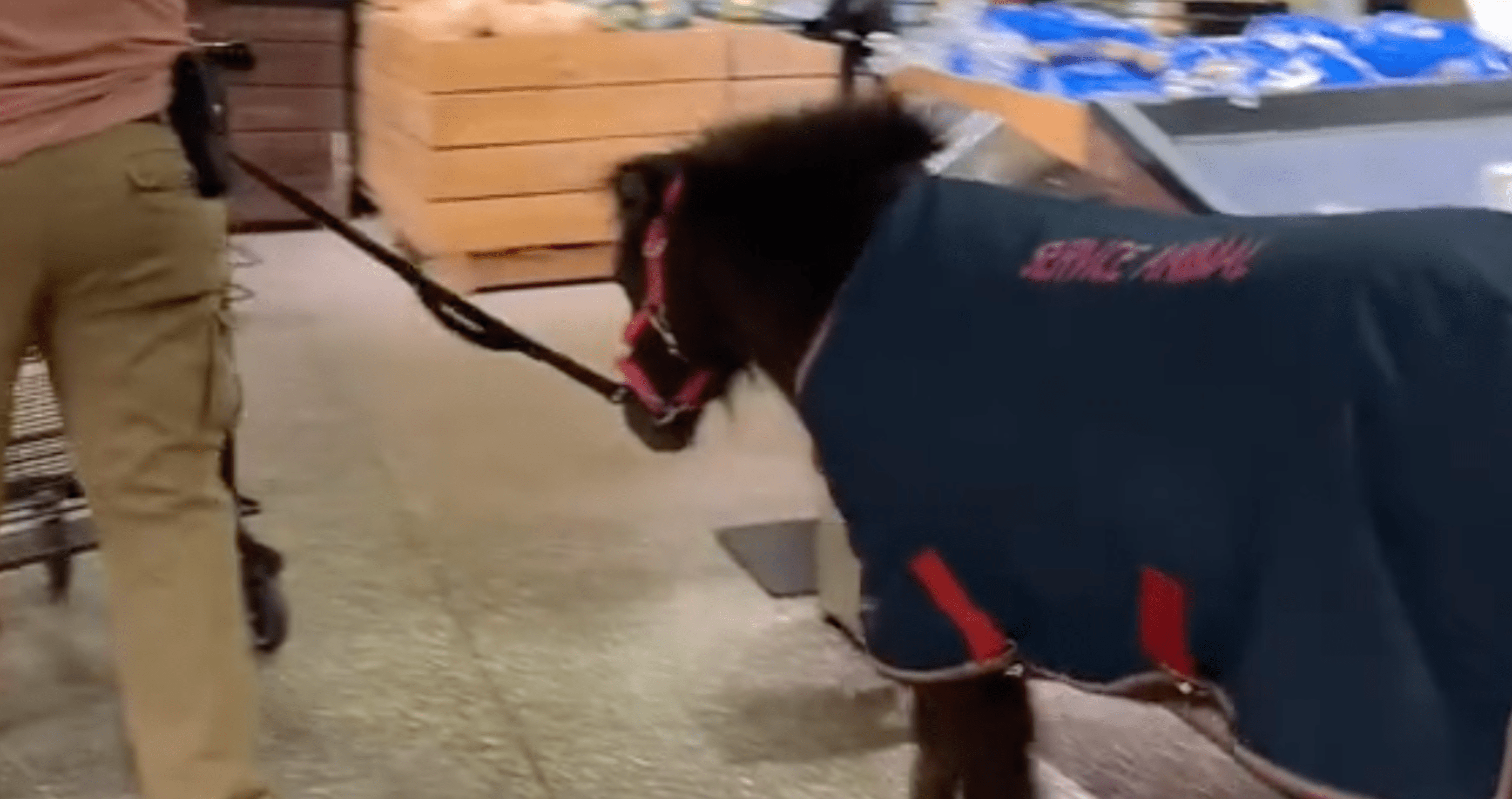 Shocking Moment A Horse Goes Wild At A New Jersey Grocery Store - Wide Open Spaces