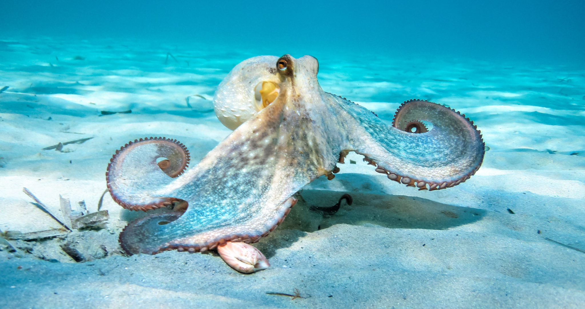 Texas Aquarium Speaks Out After Mom Accuses Octopus Of Attacking 6-Year ...
