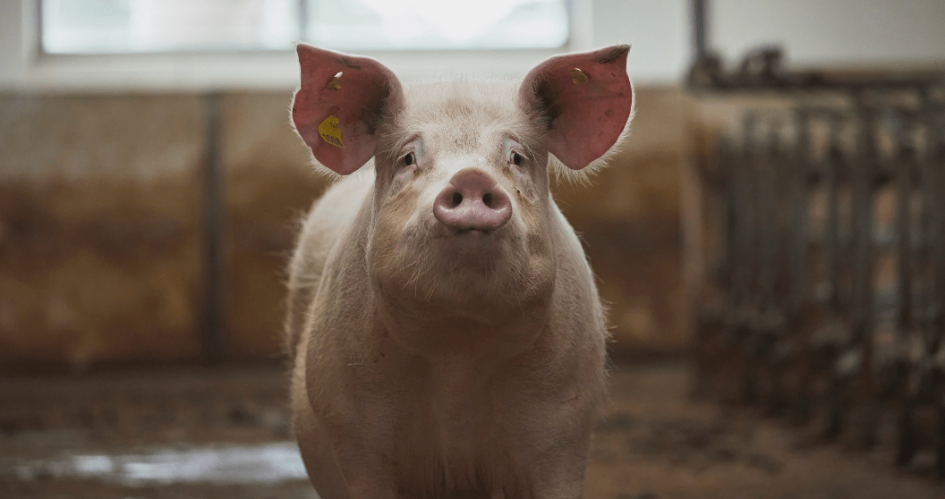 Adorable When Drunk: Pet Pig Breaks Into Garage And Gets Drunk On Beer - Wide Open Spaces
