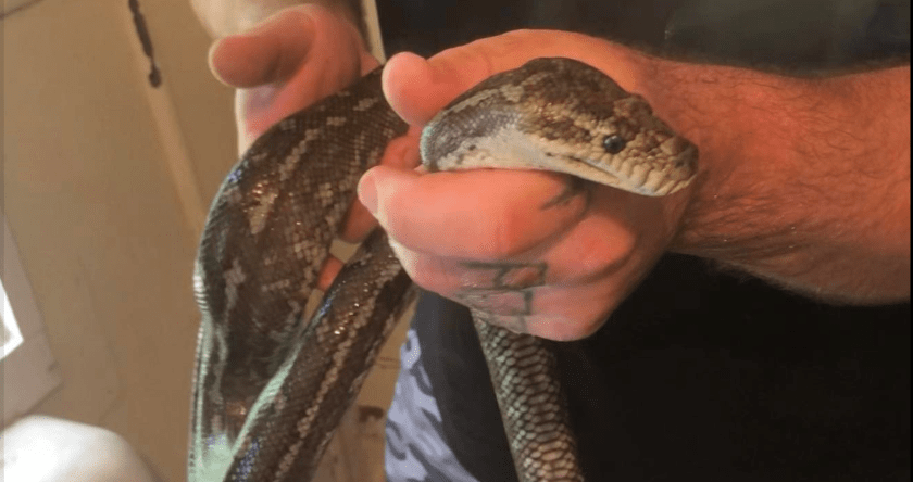 Serpent Surprise: Python Invades Man's Toilet Twice In Same Week - Wide Open Spaces