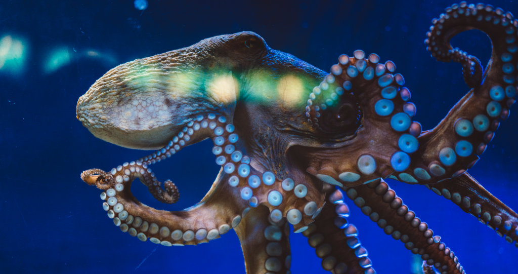 Why Scientists Argue That The Octopus Will Take Over The World - Wide ...
