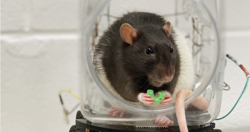 Scientists Teach Rats How To Drive And They Love To Speed - Wide Open ...
