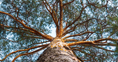 World's Largest Pine Tree Found In US National Park - Wide Open Spaces