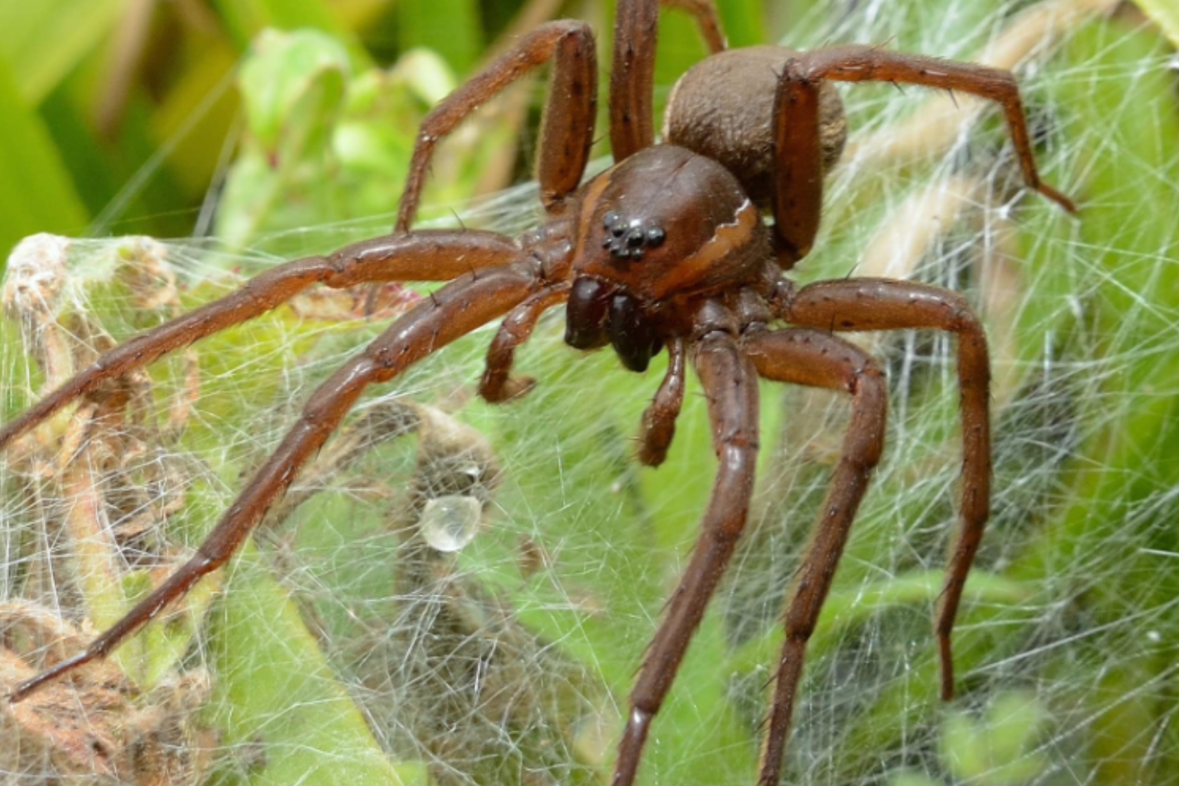 Zoo Just Released Thousands Of Giant Spiders — Here's Why They're ...