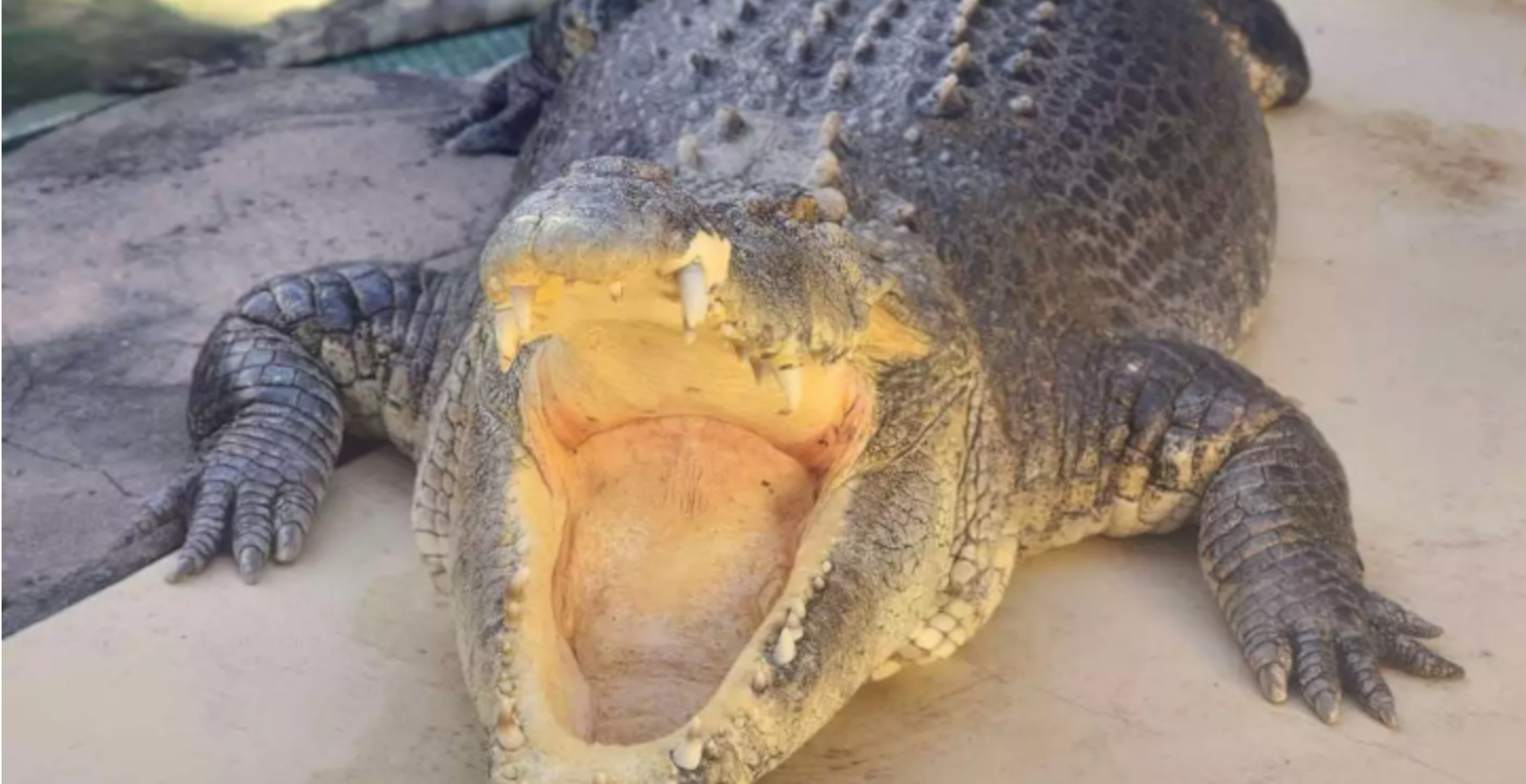 ‘Crocodile Dundee’ Star Passes Away At 90 But Not The One You Think ...