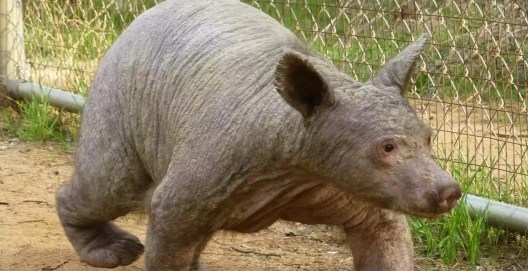 Bald Bear That Was Heartbreakingly Emaciated Makes Full Recovery And ...