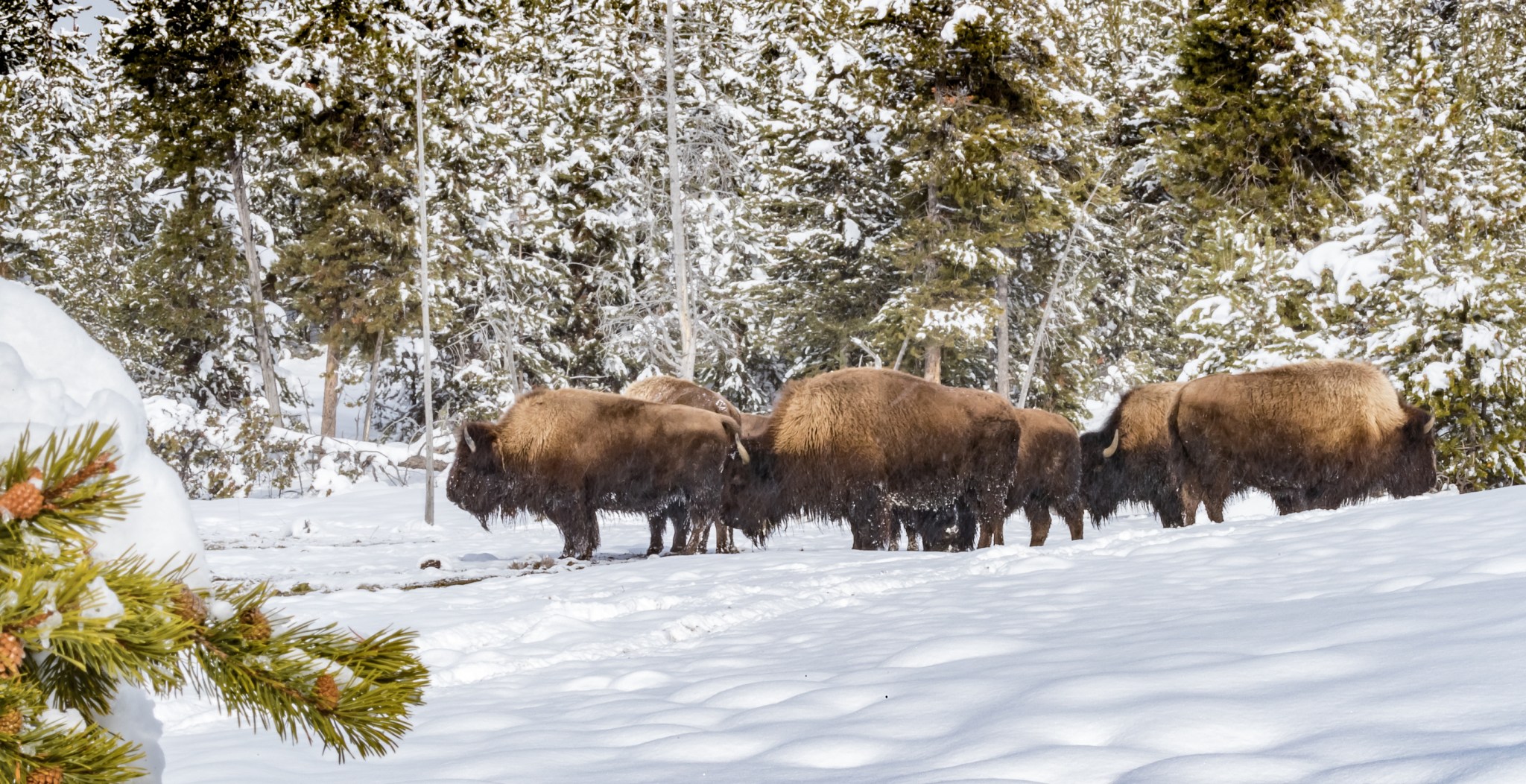 How To Spend The Holidays At Yellowstone - Wide Open Spaces