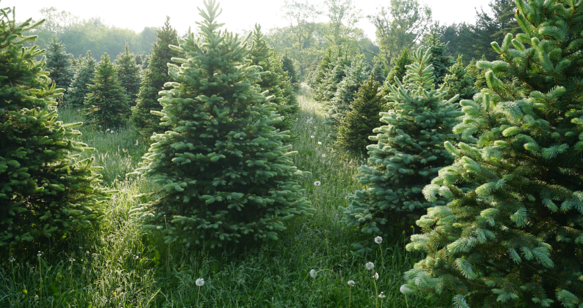 5 Ways To Keep Your Christmas Decorations Wildlife Friendly This Year ...