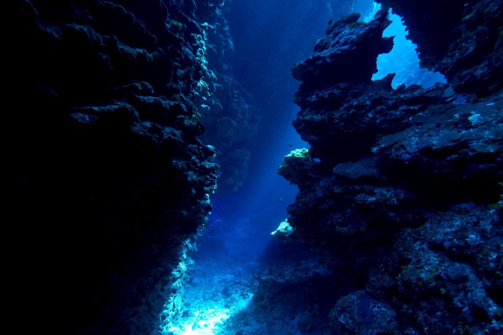 Scientists Find A Deep Sea Predator That Is Designed For Killing - Wide ...