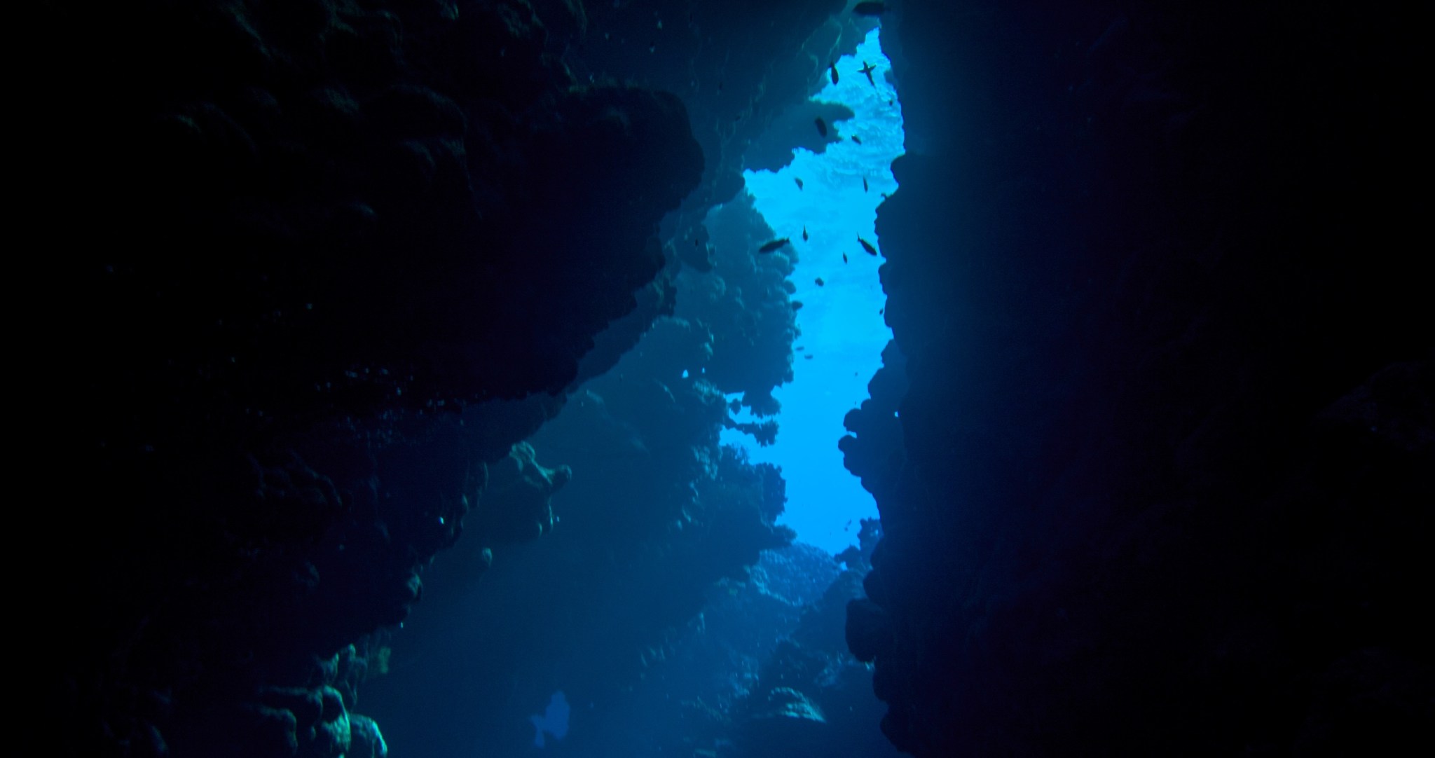 Scientists Find A Deep Sea Predator That Is Designed For Killing - Wide ...