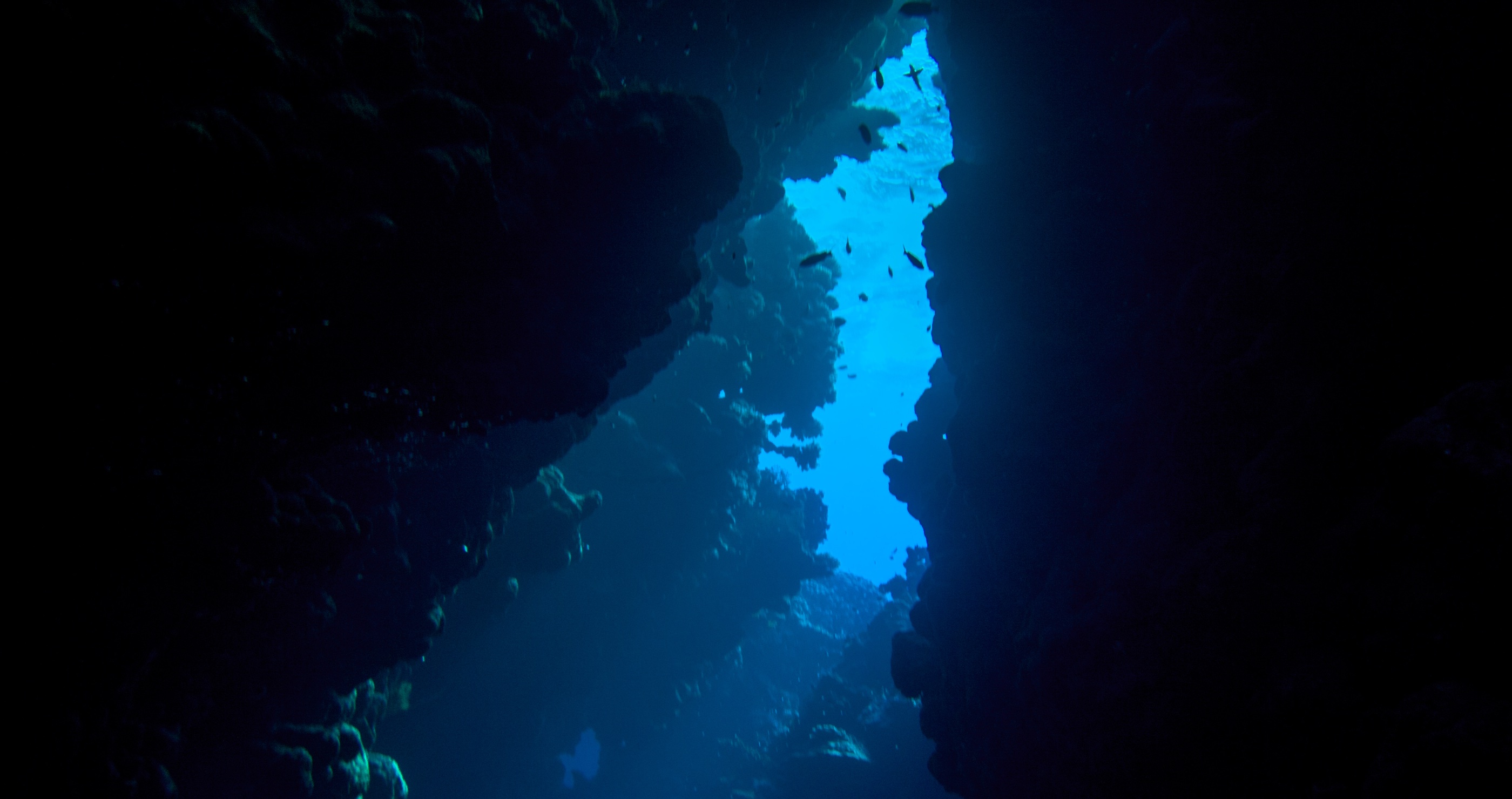 Scientists Find A Deep Sea Predator That Is Designed For Killing - Wide ...