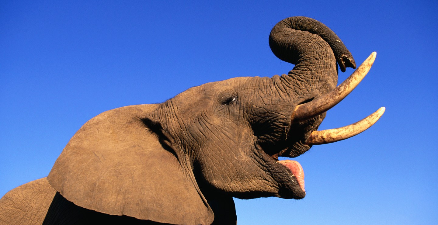 Elephant Attacks And Kills Woman At Wildlife National Park In ...