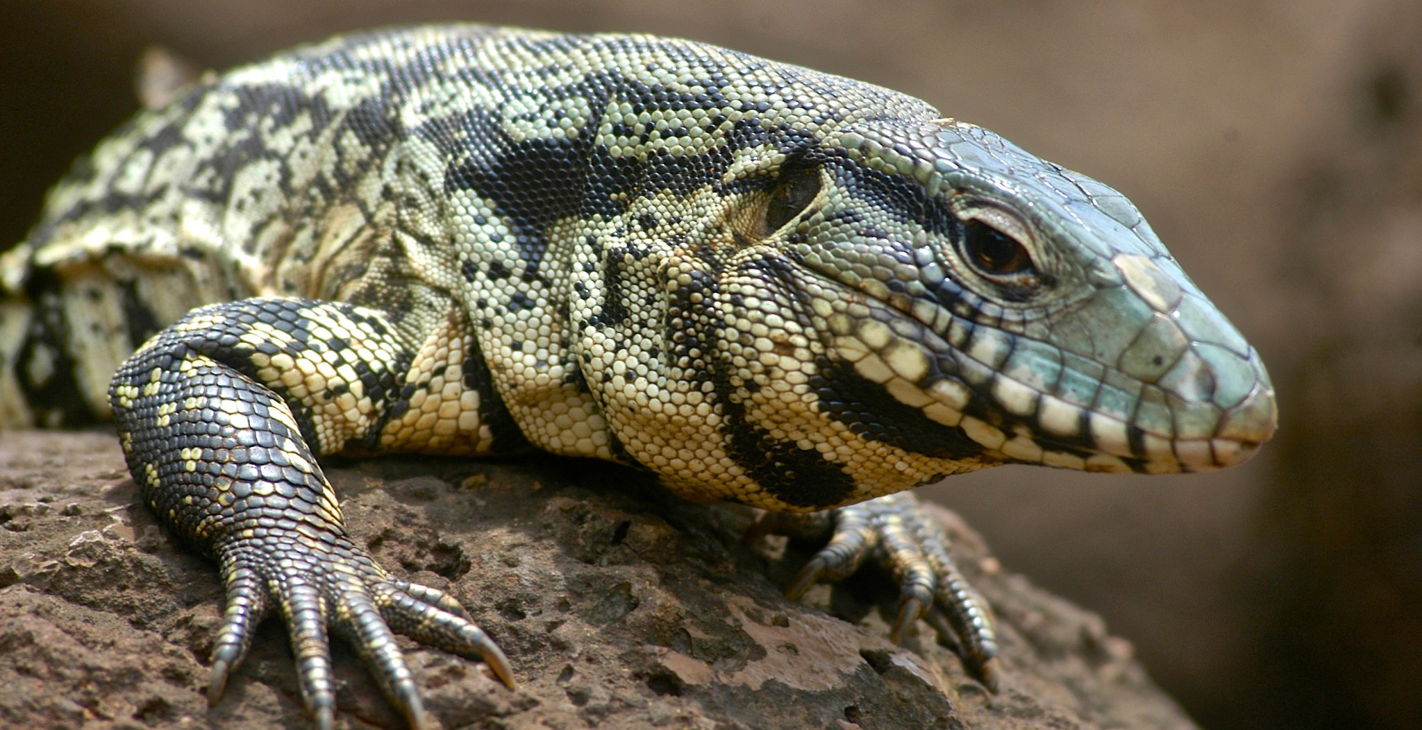 Experts Give Warning Over Dog-Sized Lizards Threatening Ecosystems In ...