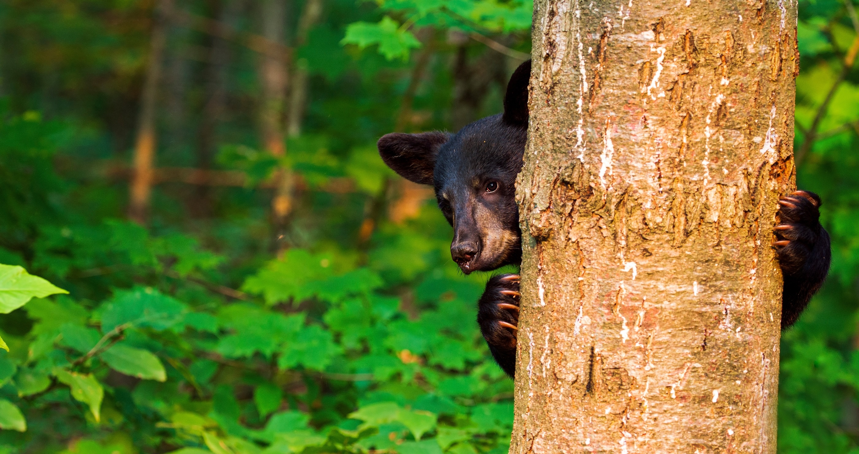 Hunter Shocked To Find Mama Bear In His Tree Stand - Wide Open Spaces