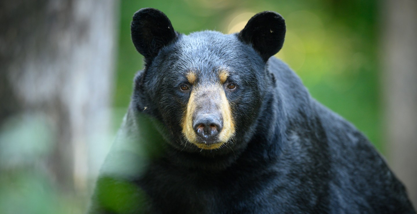 Massive Black Bear Breaks Mississippi State Record As The Biggest Ever ...