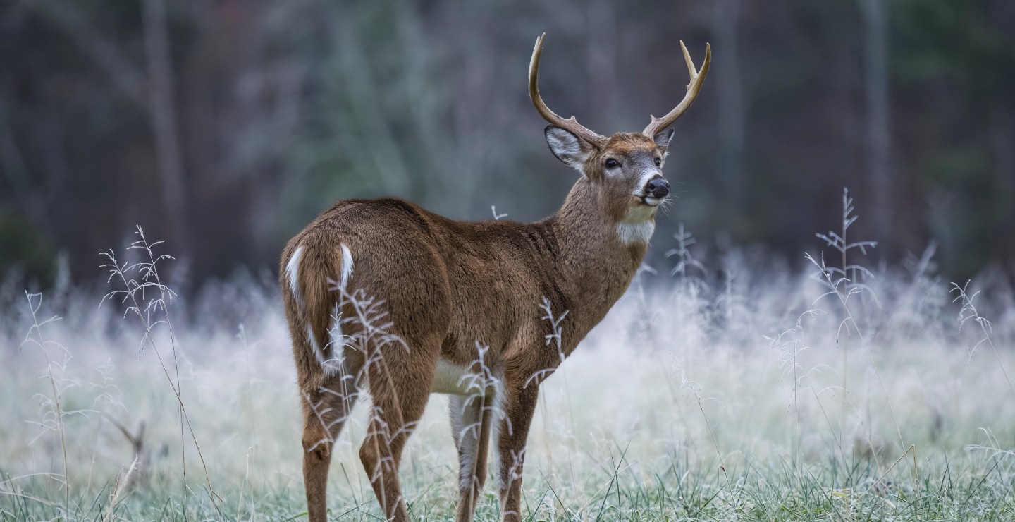 5 Mississippi Poachers Sentenced For Deer Hunting Ring That Killed 60 ...