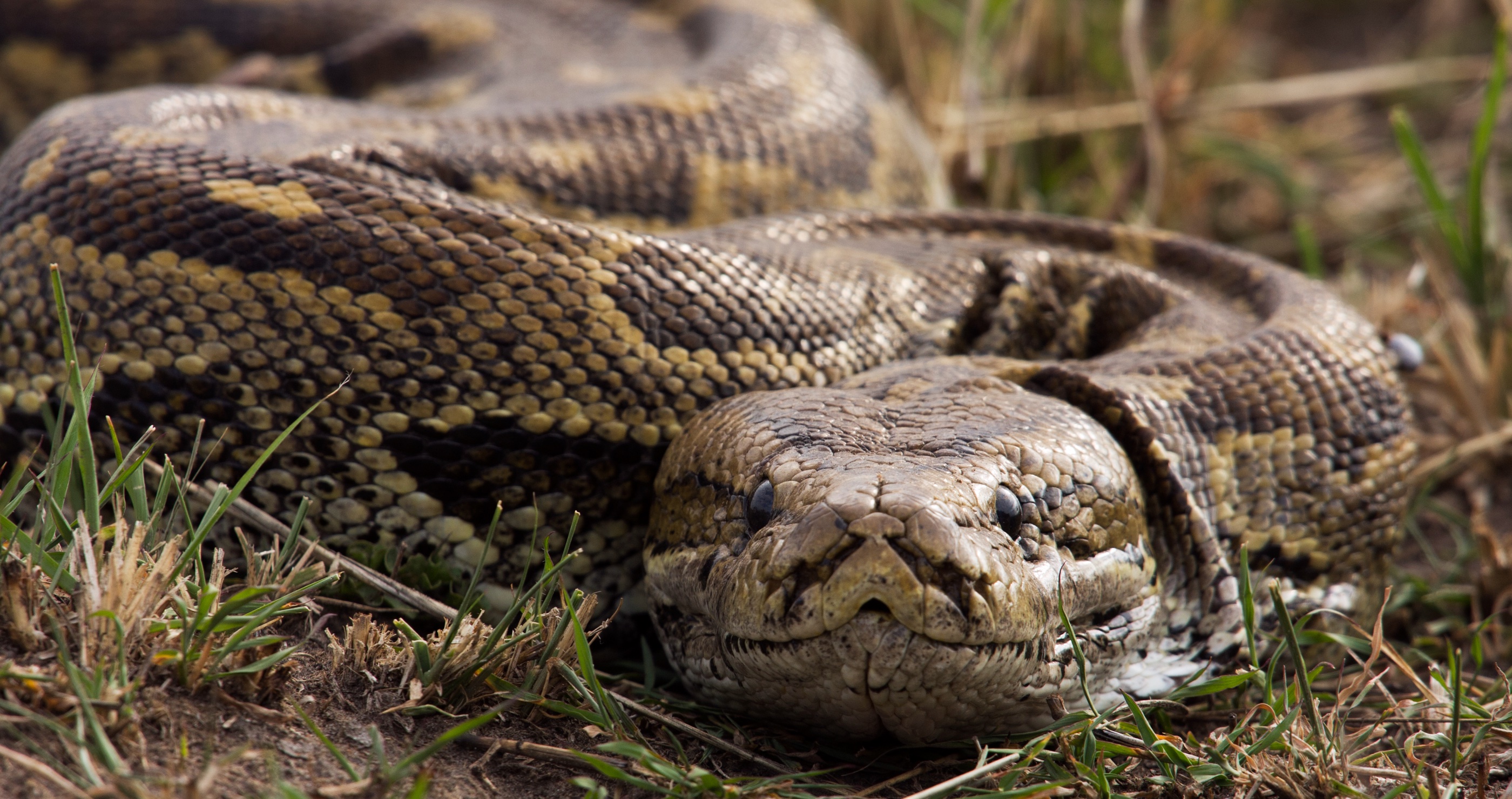 New Fear Unlocked: Online Simulations Shows How A Snake Could Swallow A ...