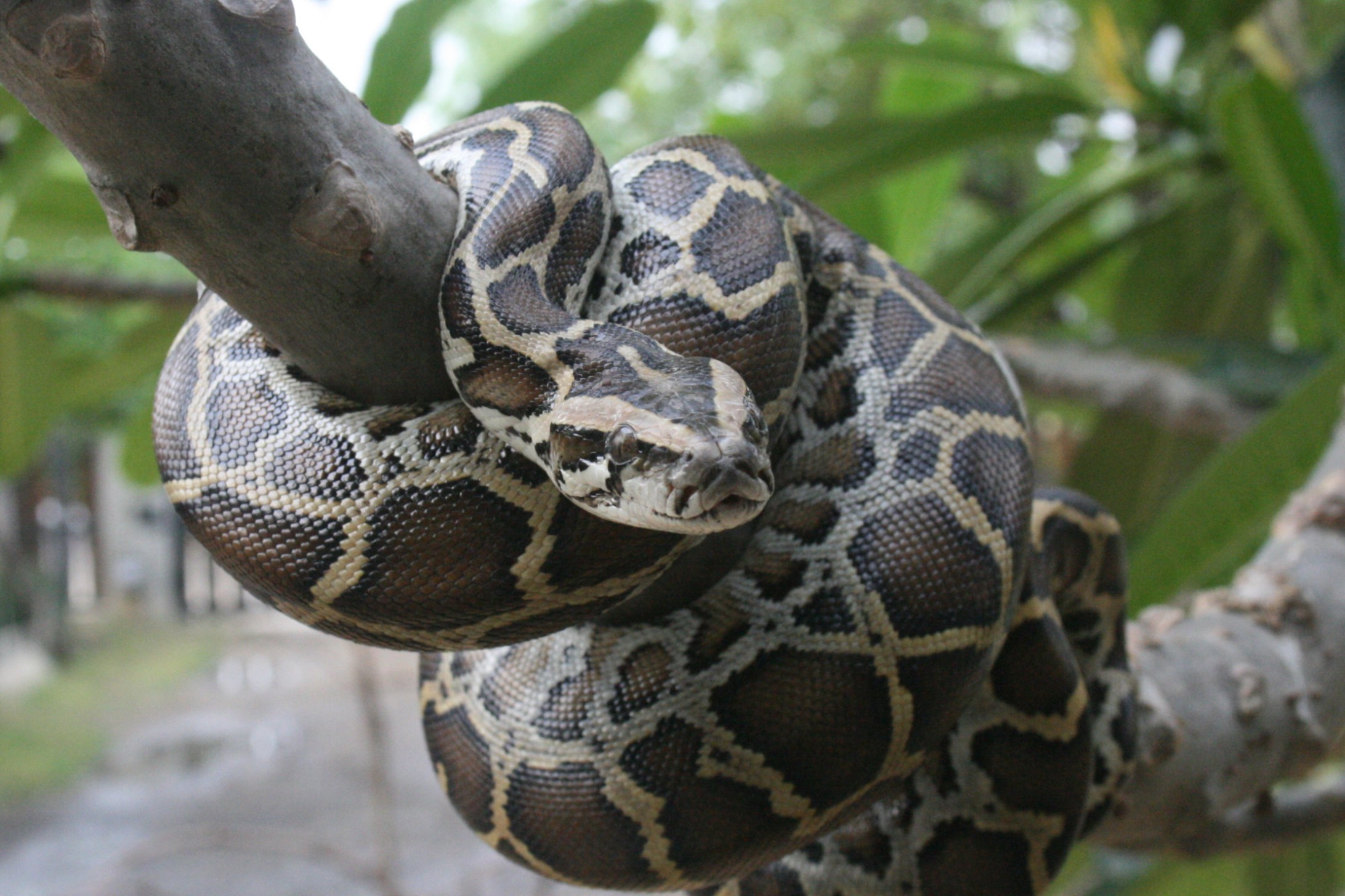 Snake Trackers Removed At Least 20 Tons Of Pythons From The Everglades ...