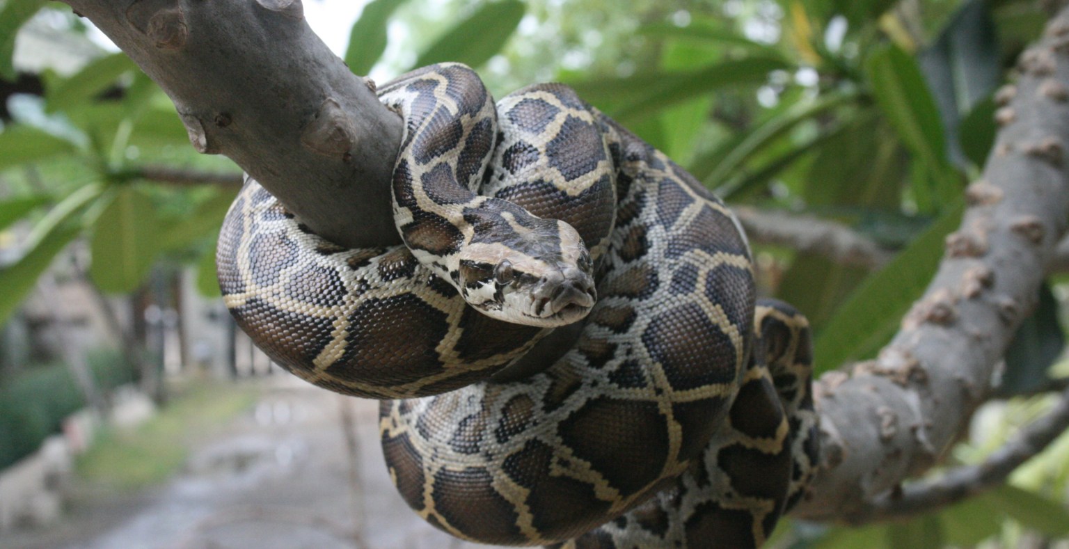 Scientists Give Dire Warning Over Threat Of Burmese Pythons In Florida ...