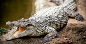 Stranded Couple Survive For Days In Crocodile-Infested Floodwaters in ...