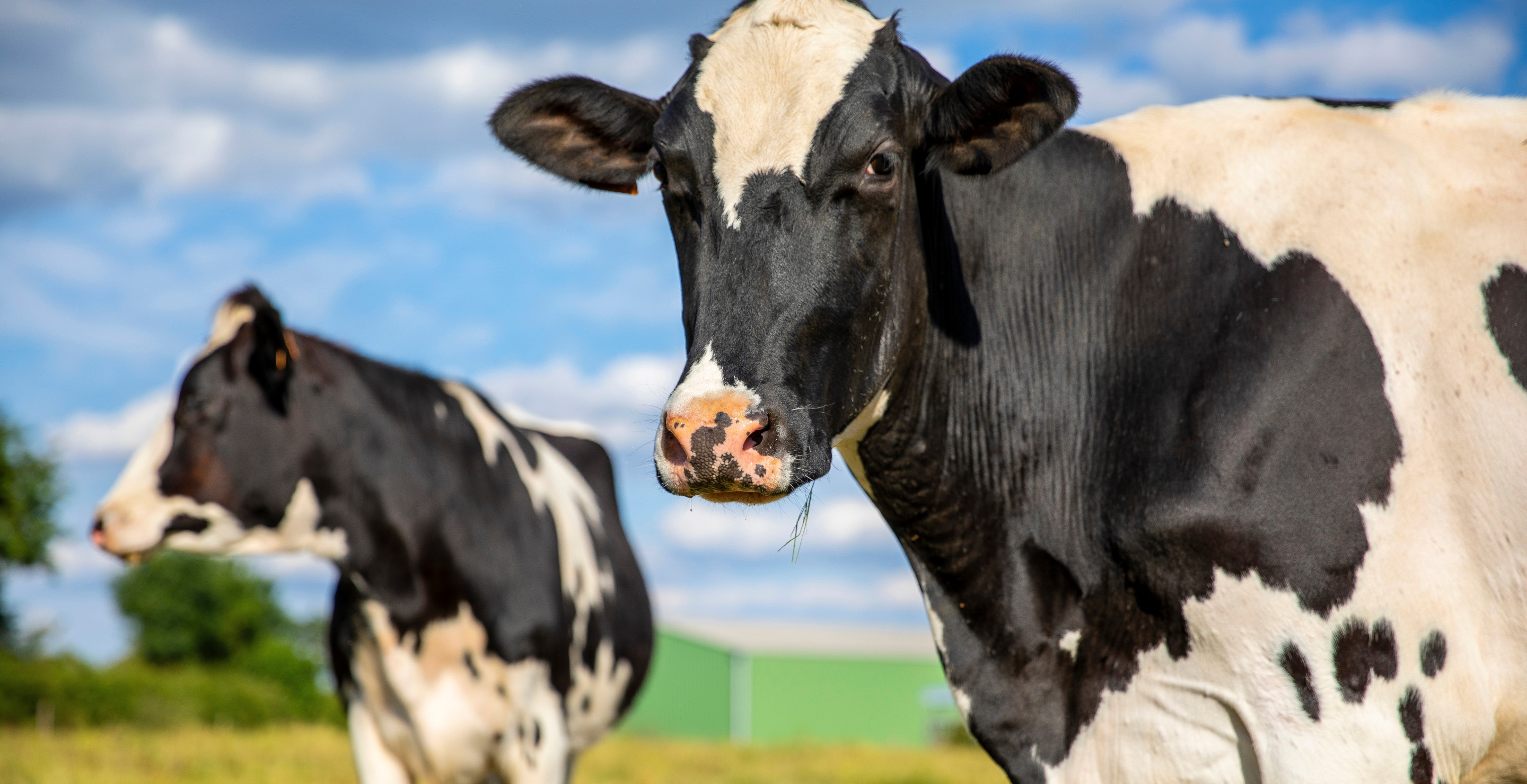 Woman, Trampled By Herd Of Cows, Gives Dire Warning About Their ...