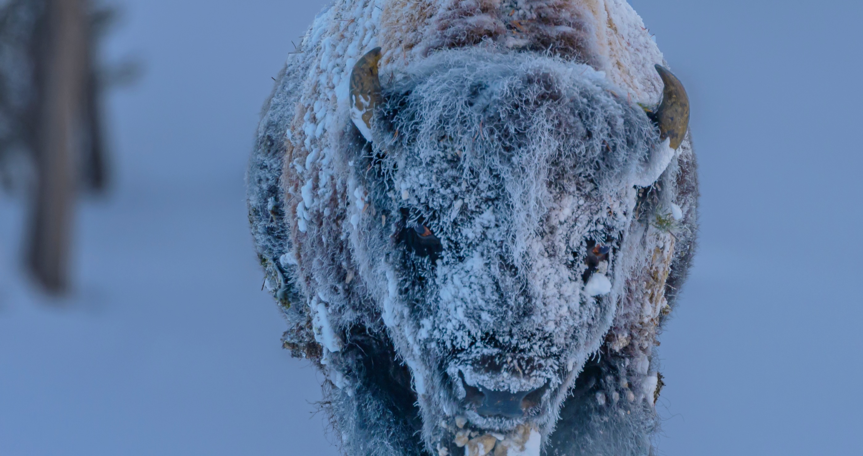 Bison Completely Encased In Ice And Snow Is Beautiful But Haunting ...