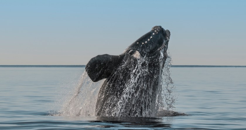 Unfortunate Moment When Fishing Gear Causes "Serious Injury" To ...