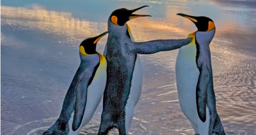 Whacky Wildlife: See Some Of The Winners Of This Year's Nikon Comedy ...