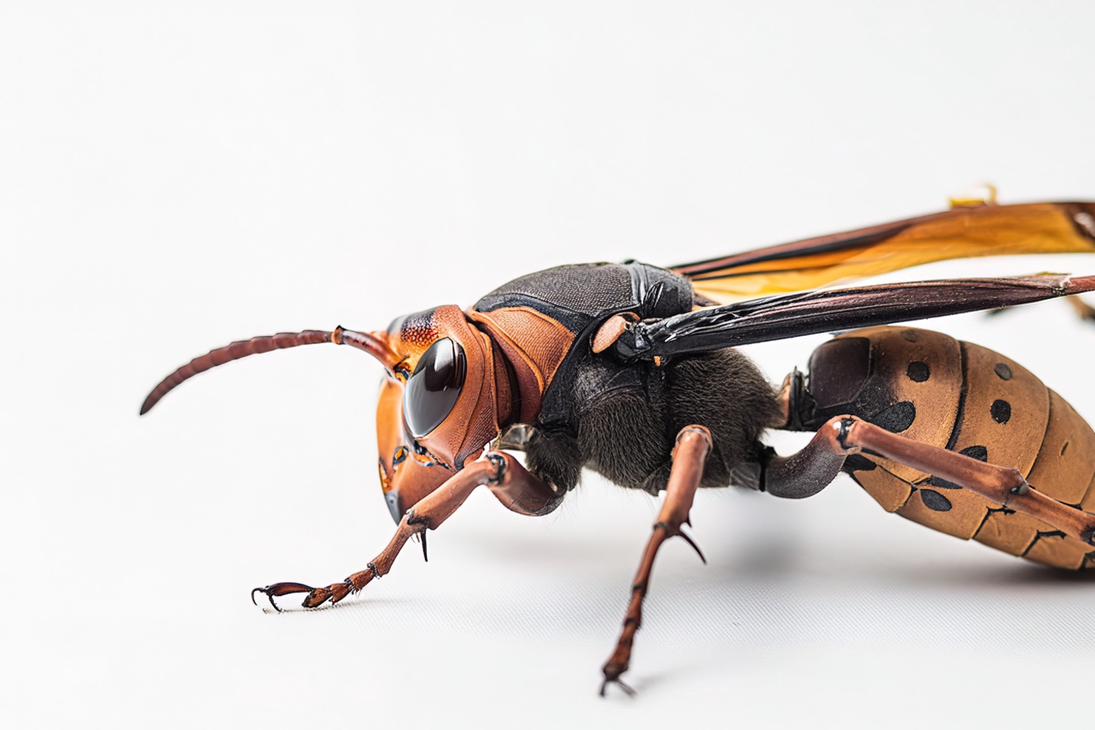 Giant Murder Hornets Finally Gone For Good, At Least In The U.S. - Wide ...