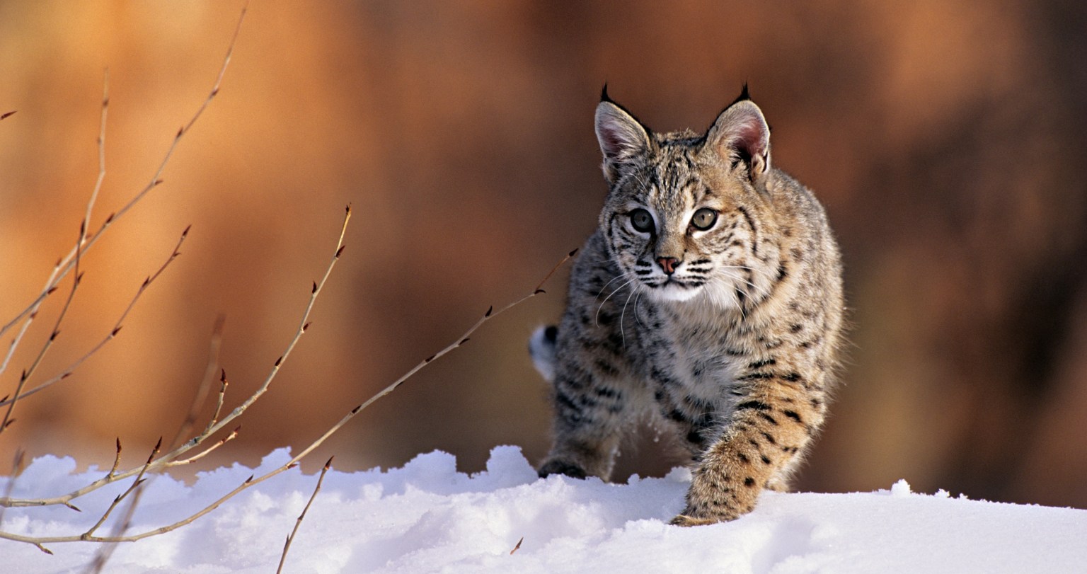 Viral Video Shows Just How Fast A Bobcat Is, Catches Duck - Wide Open ...