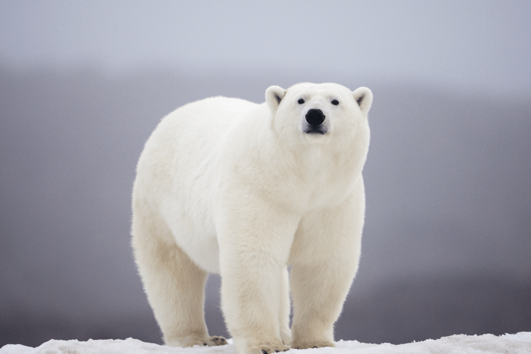 3 Mind-Blowing Facts About Polar Bears - Wide Open Spaces