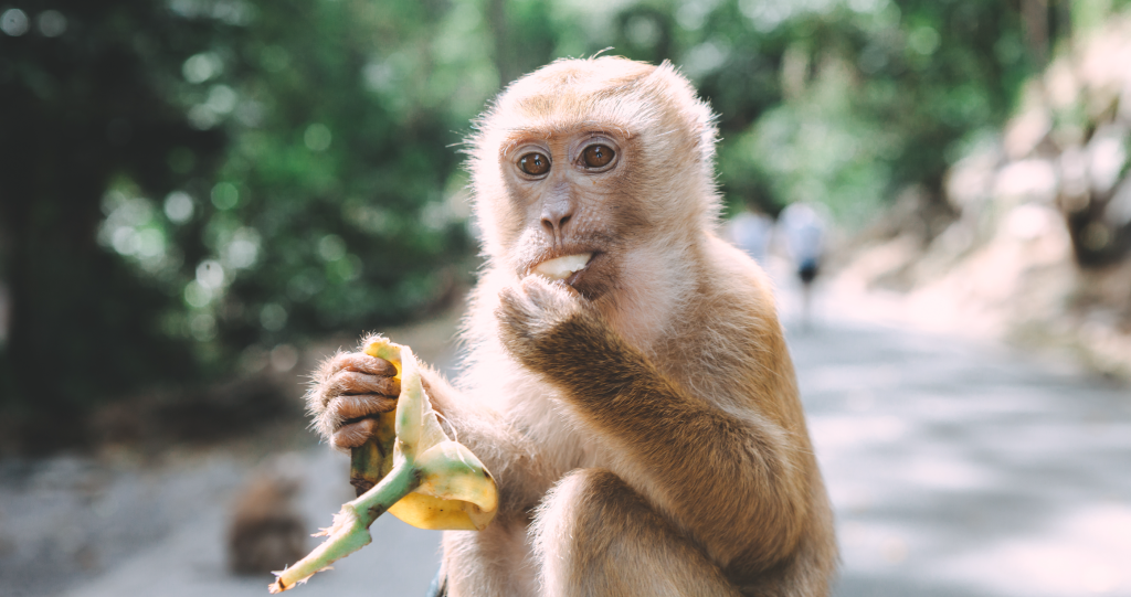 Monkey Business! Primate Escapes From North Carolina Zoo, Climbs Up ...