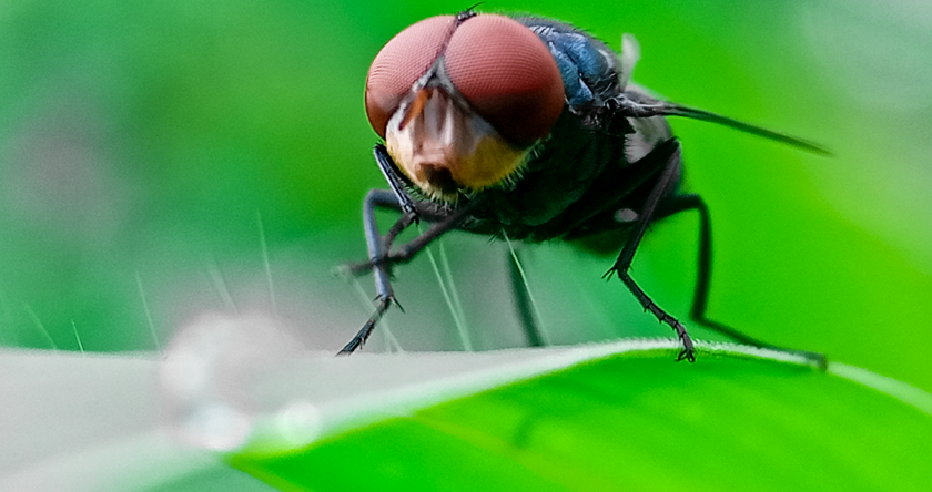 New Parasite Can Eat You From The Inside Out: How The US Plans To ...