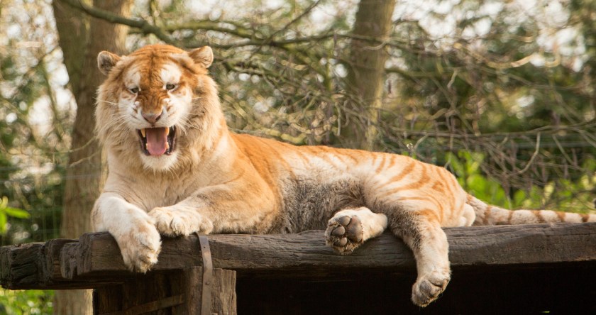 Rare Tigers Become Internet Sensations - Wide Open Spaces