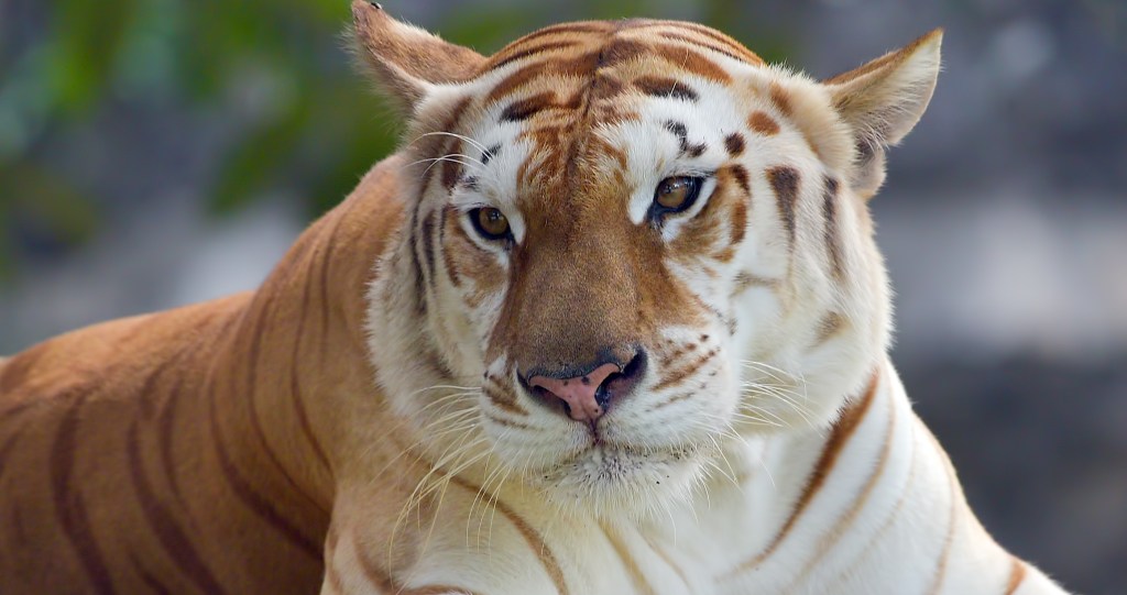 Tiger Attacks A Vet Through Wire Fence At A Zoo - Wide Open Spaces
