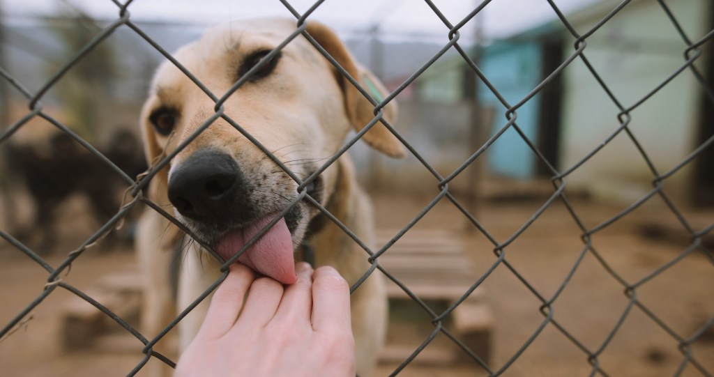From Filth To Forever: Dog Finally Gets Their Forever Home After Being ...