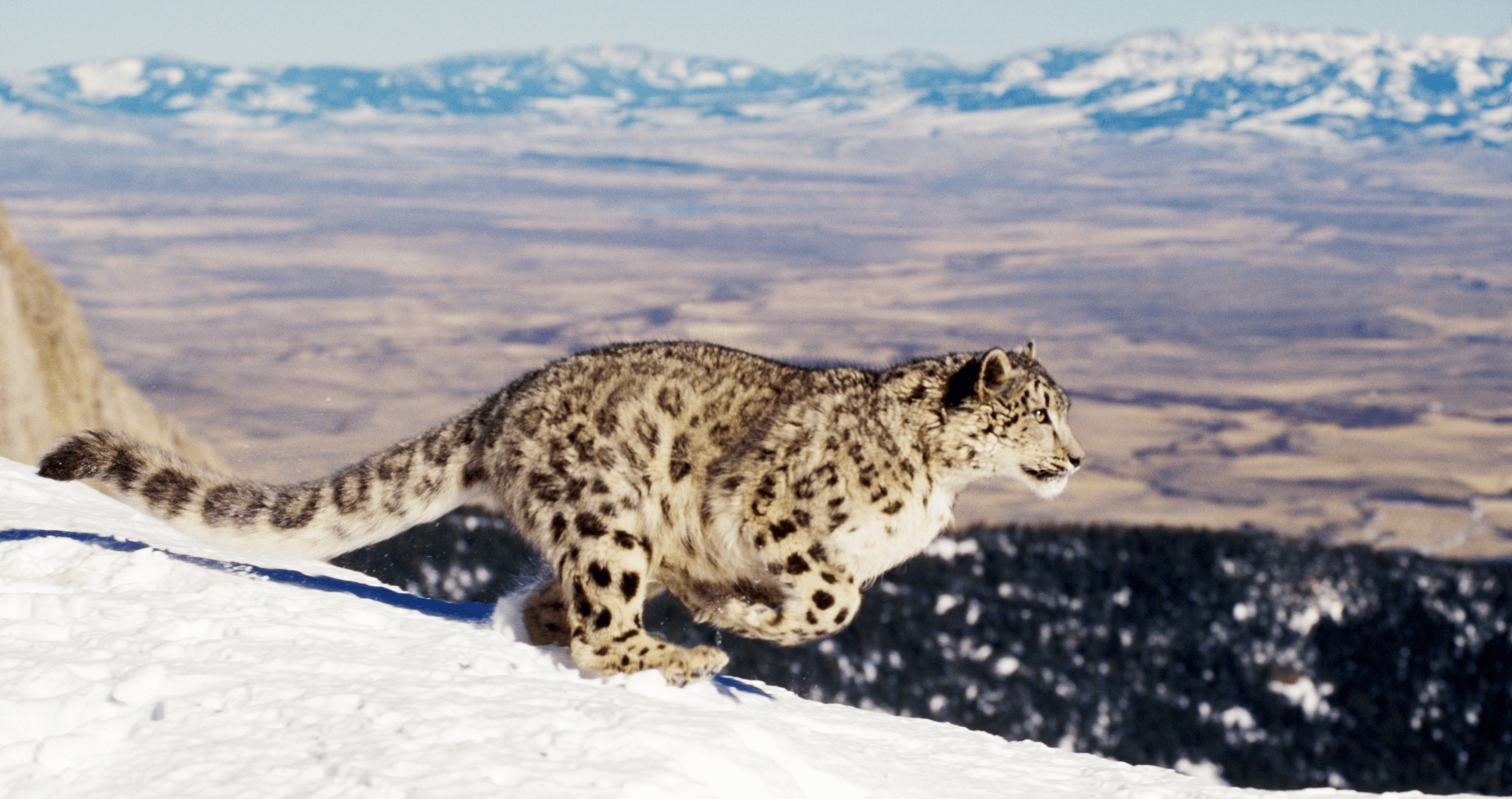 Snow Leopard Shows Off Cat Like Reflexes By Surviving 100 Foot Fall ...