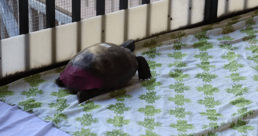 Shell Shocked: Tortoise Targeted By Vandals Who Spray Paint It's Shell ...